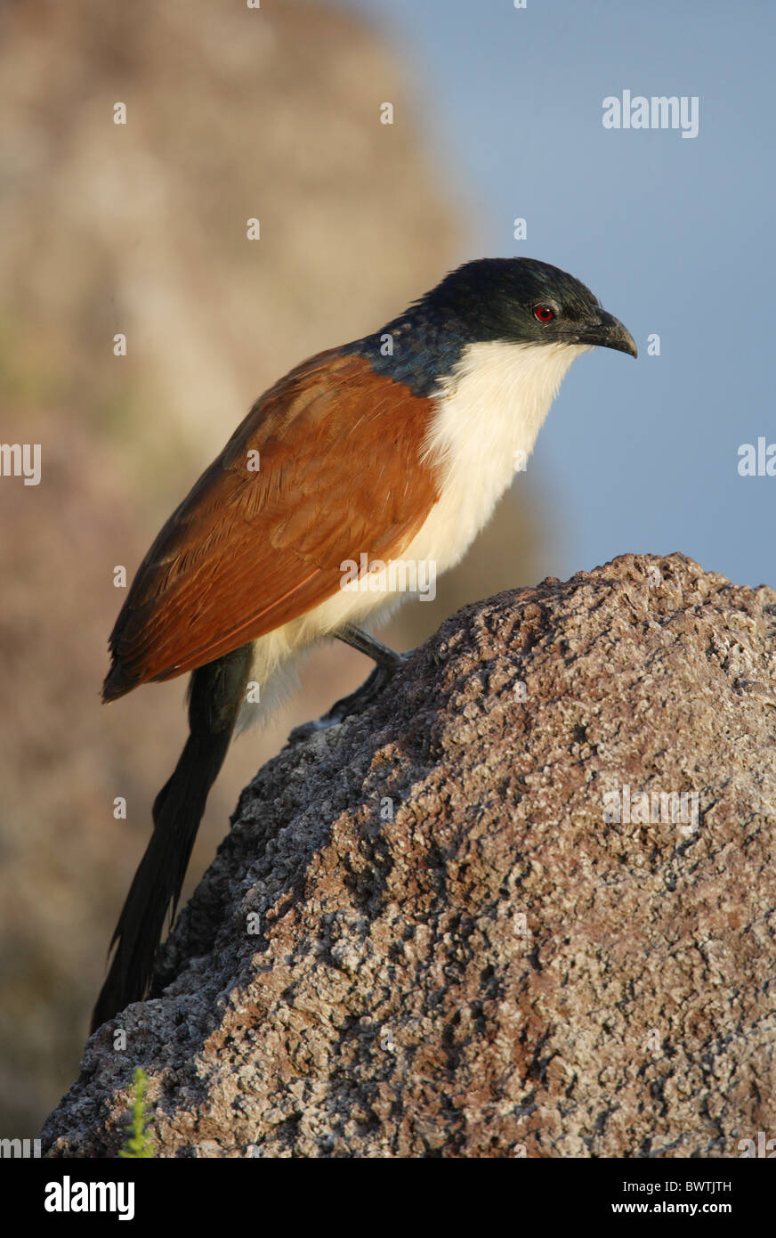 Blue-headed Coucal (Centropus monachus) adult, perched on rock ...