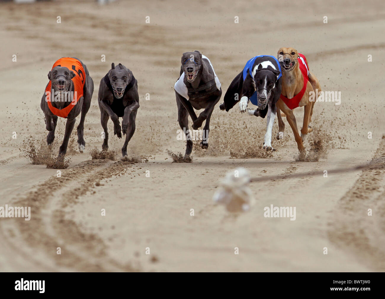 Domestic Dog Greyhound adults running racing Stock Photo - Alamy