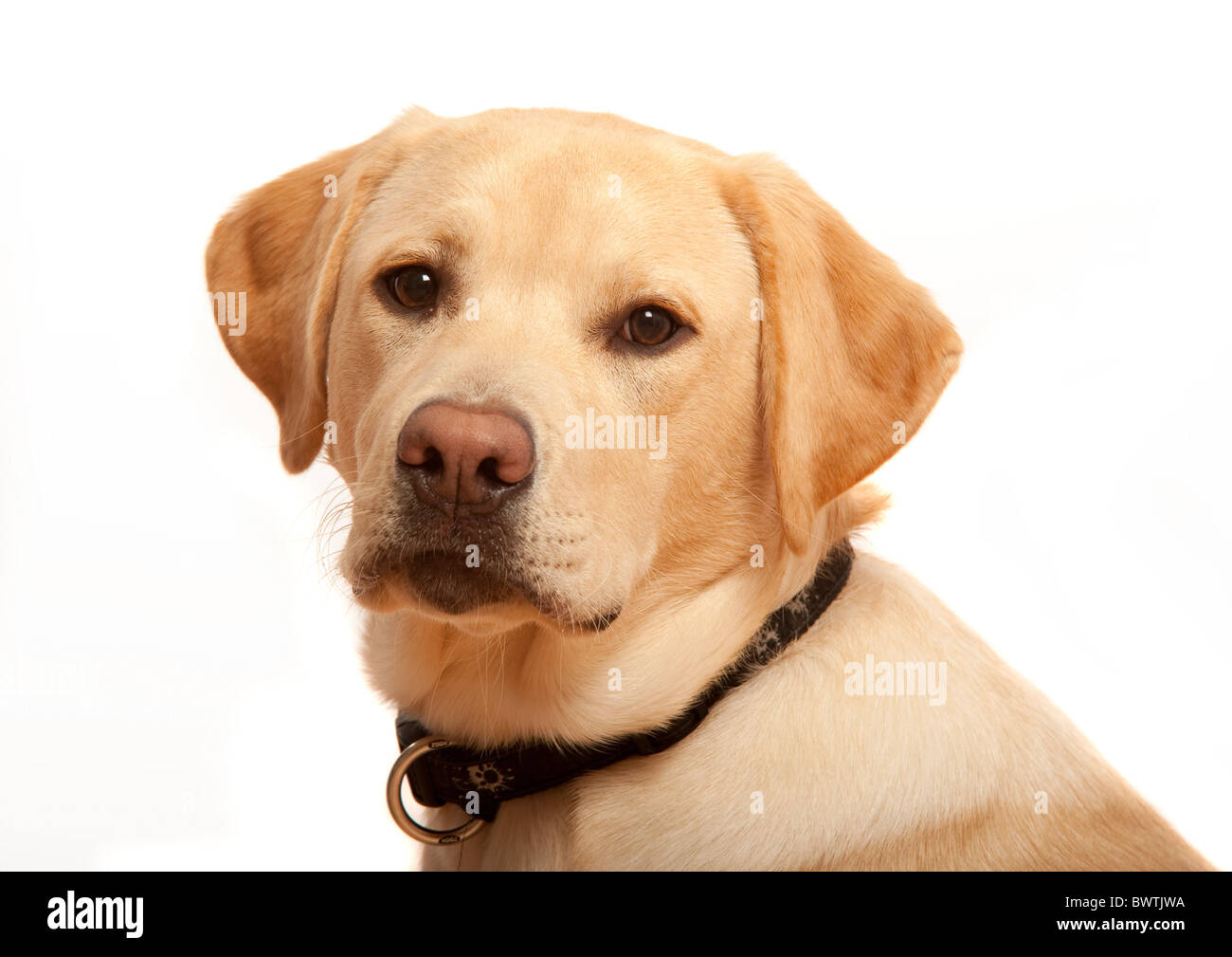 Old white labrador retriever dog hi-res stock photography and images ...