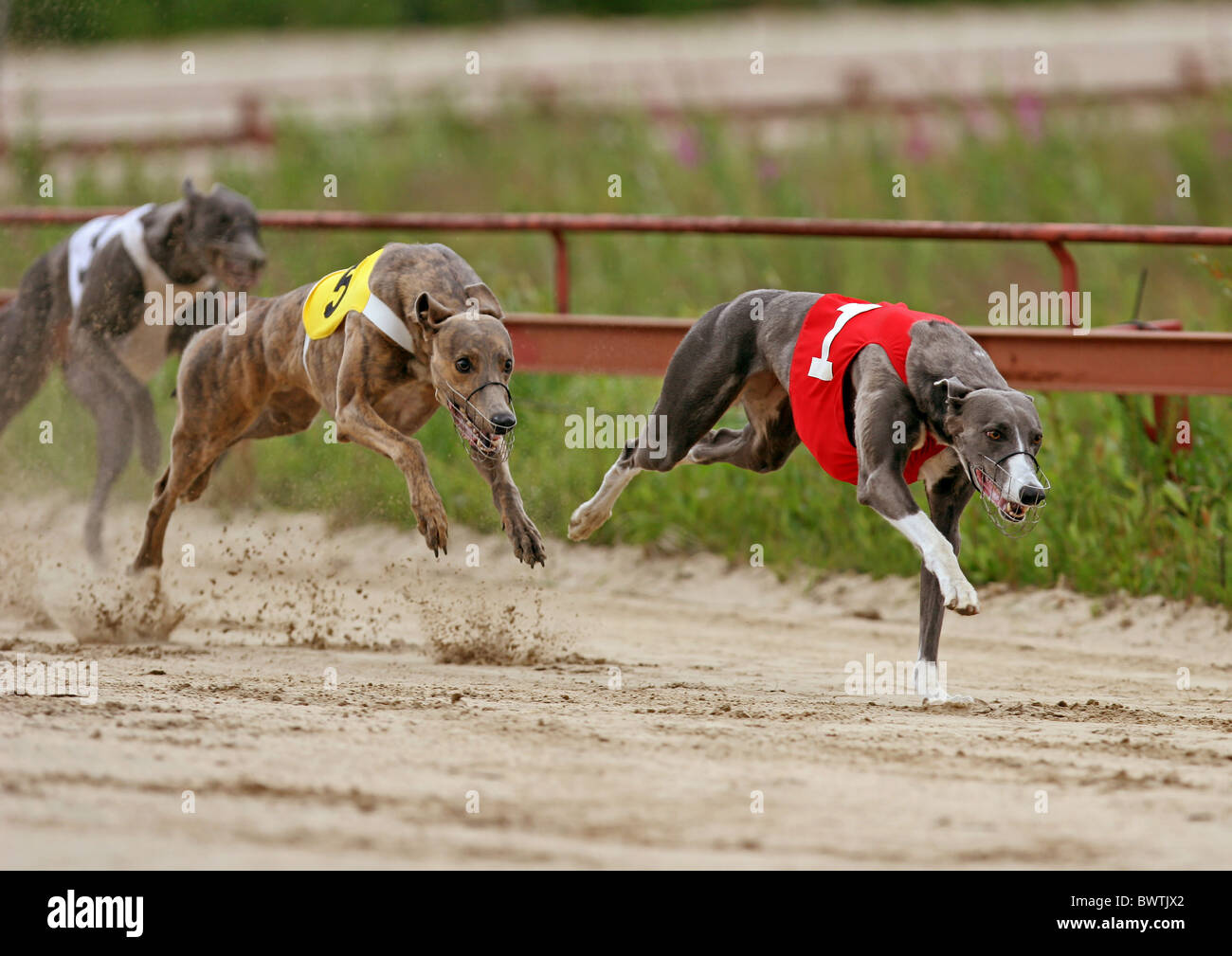 Domestic Dog Greyhound adults running racing Stock Photo - Alamy