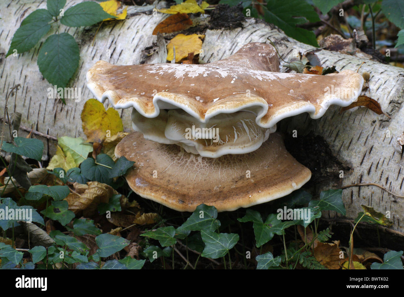 Birch Polypore Piptoporus betulinus fruiting Stock Photo - Alamy