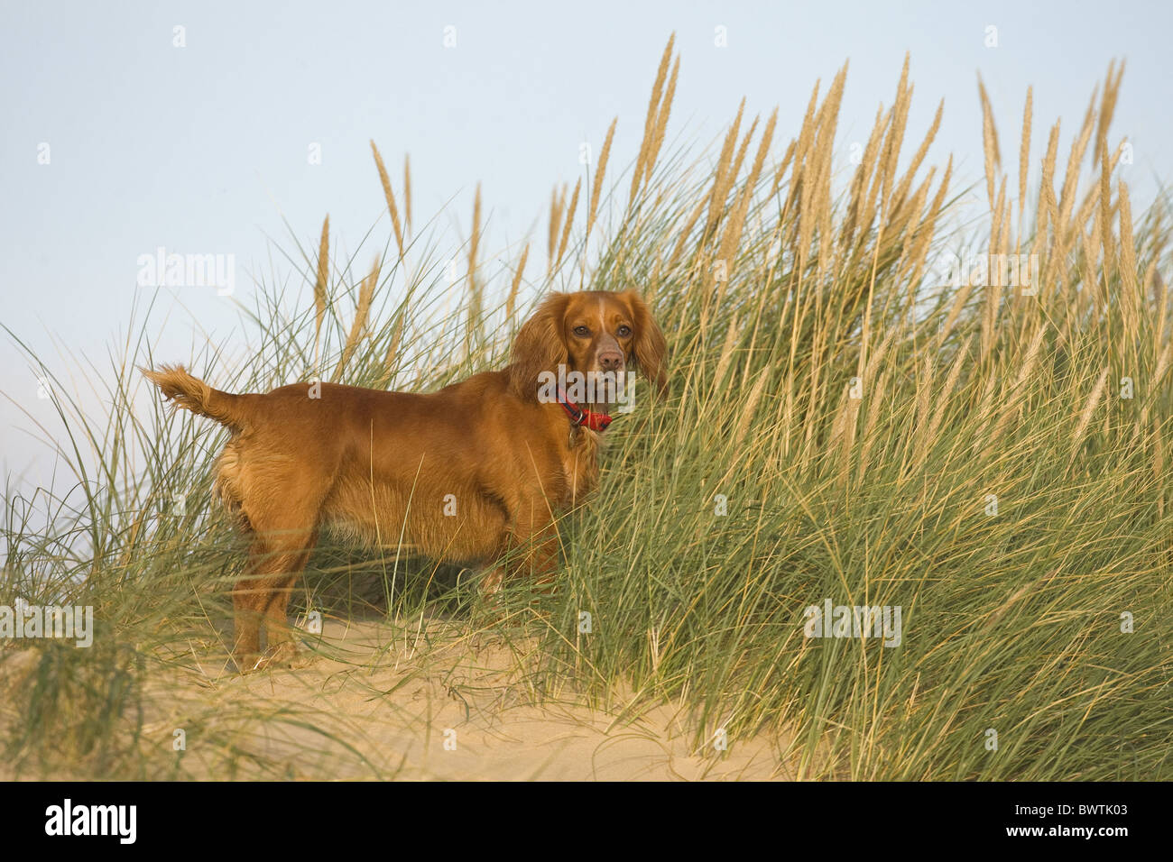Amongst marram grass hi-res stock photography and images - Alamy
