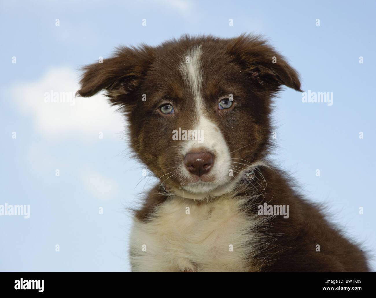 Border Collie puppy sheepdog dog dogs canid canids canidae domestic ...