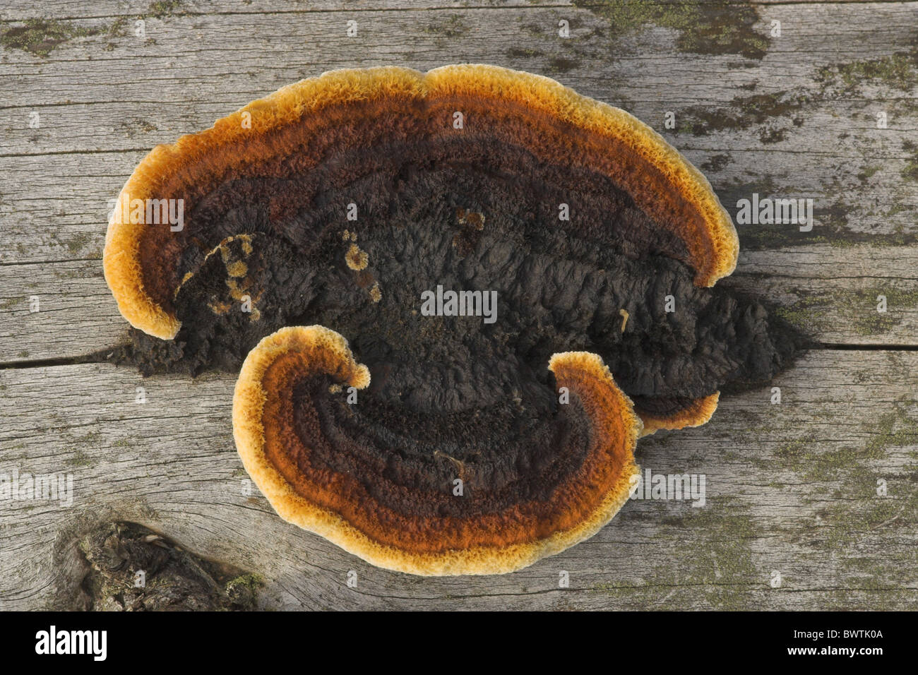 Many-zoned Polypore Coriolus versicolor fruiting Stock Photo - Alamy