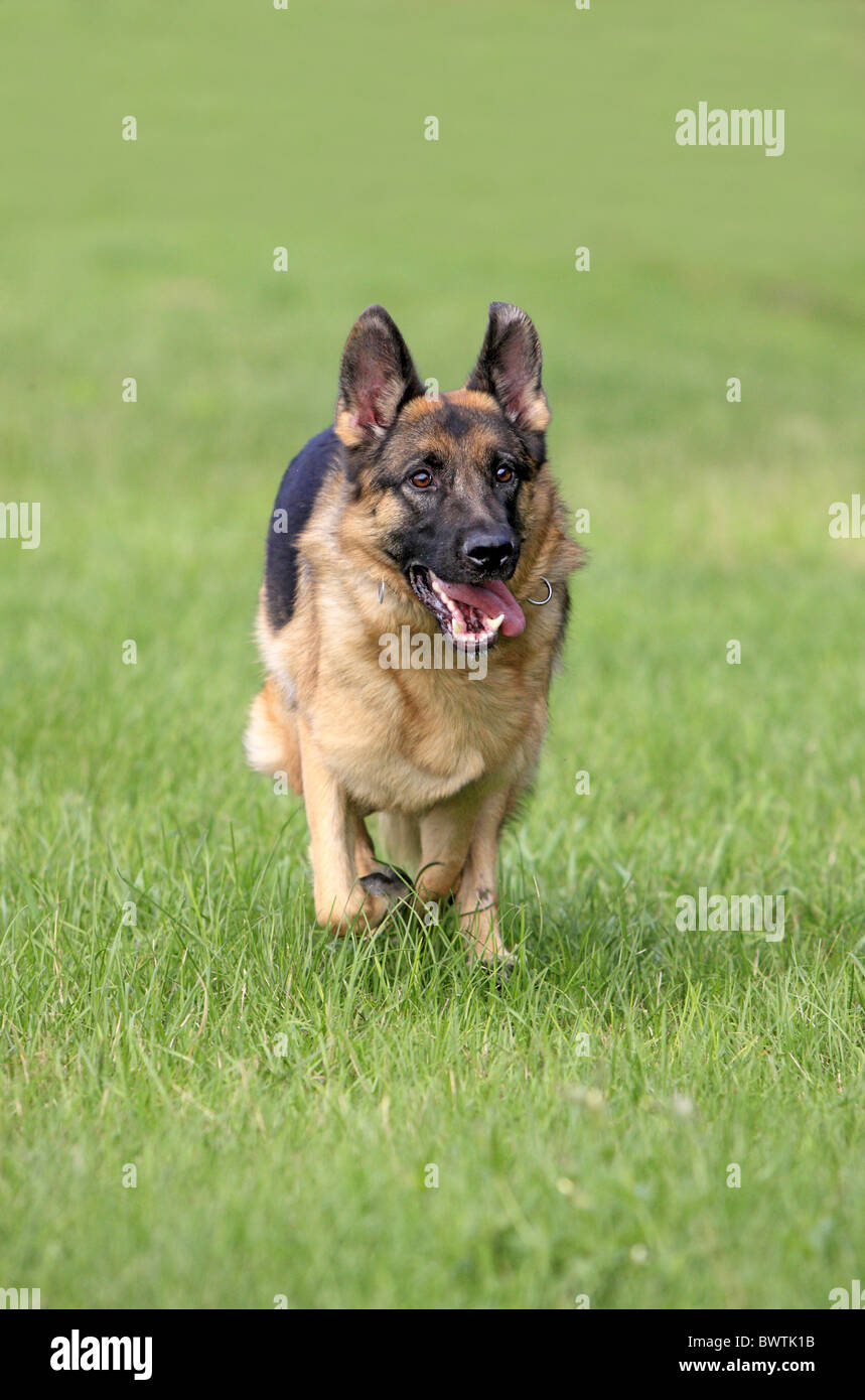 laufend - walking - running dog dogs canid canids canidae domestic ...