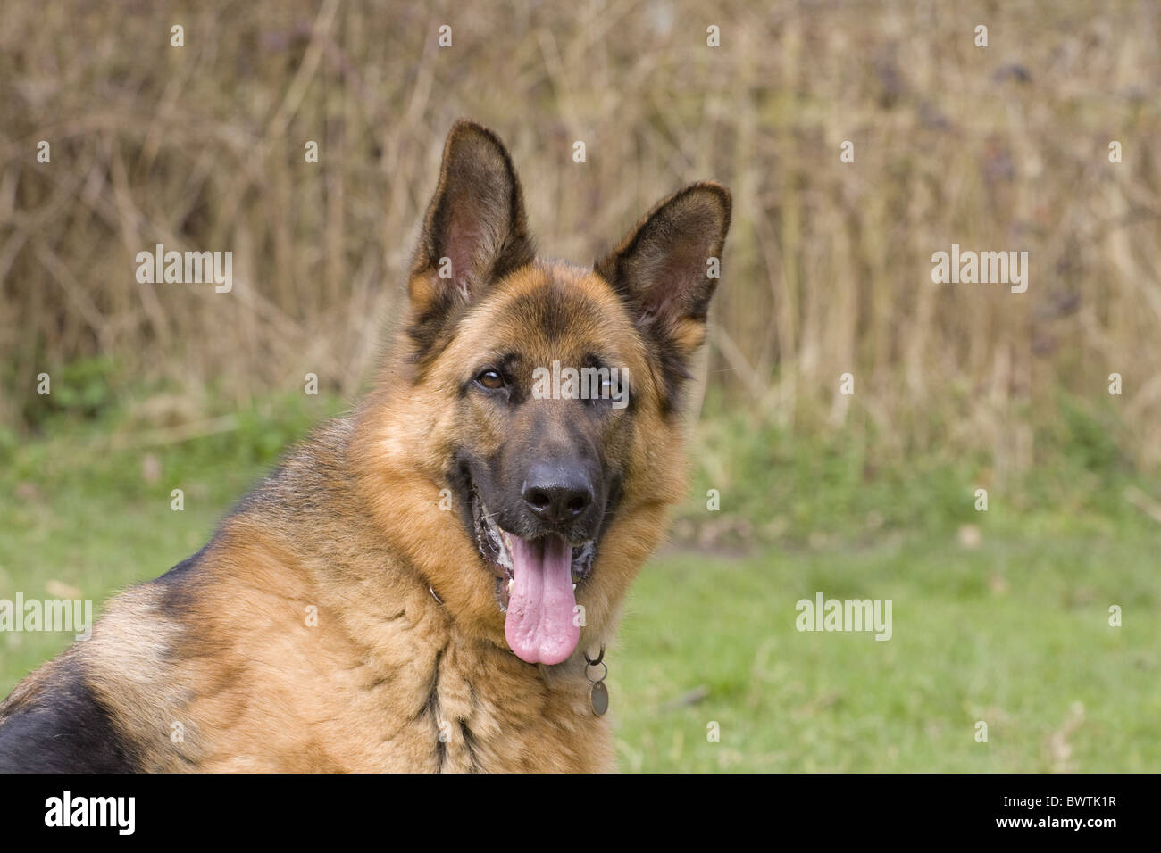 dog dogs canid canids canidae domestic domesticated pet pets "german ...