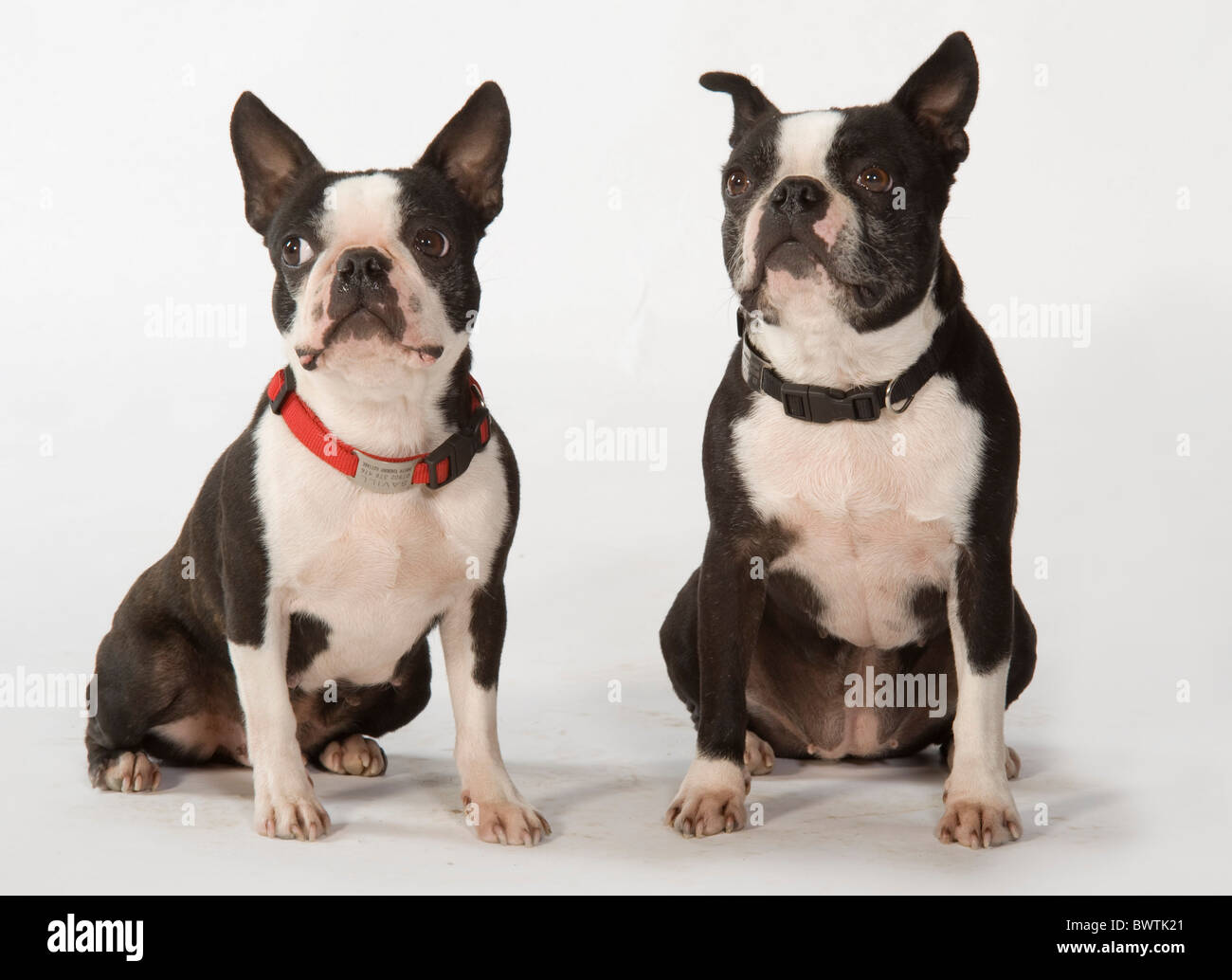Are Boston Terriers Better In Pairs