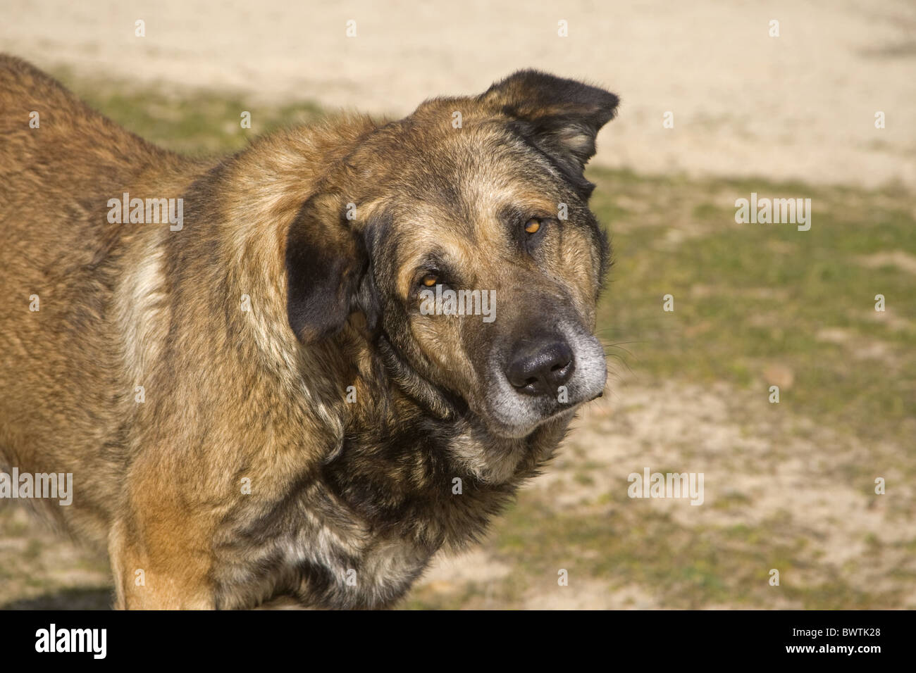 Domestic Dog Spanish Mastiff adult close-up head Stock Photo - Alamy