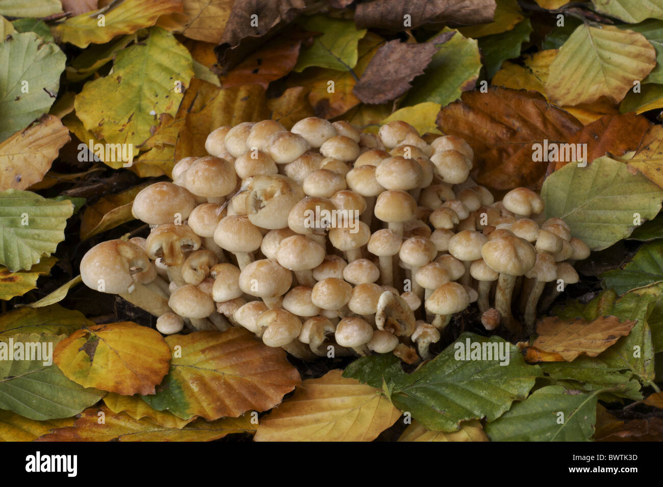 Tuft of leaves hi-res stock photography and images - Alamy