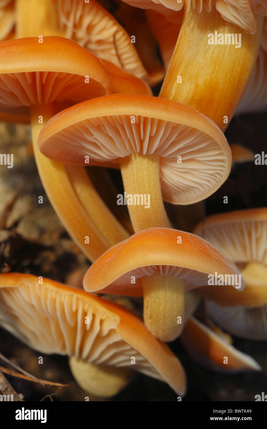 Flammulina velutipes velvet shank nature natural wild wildlife ...