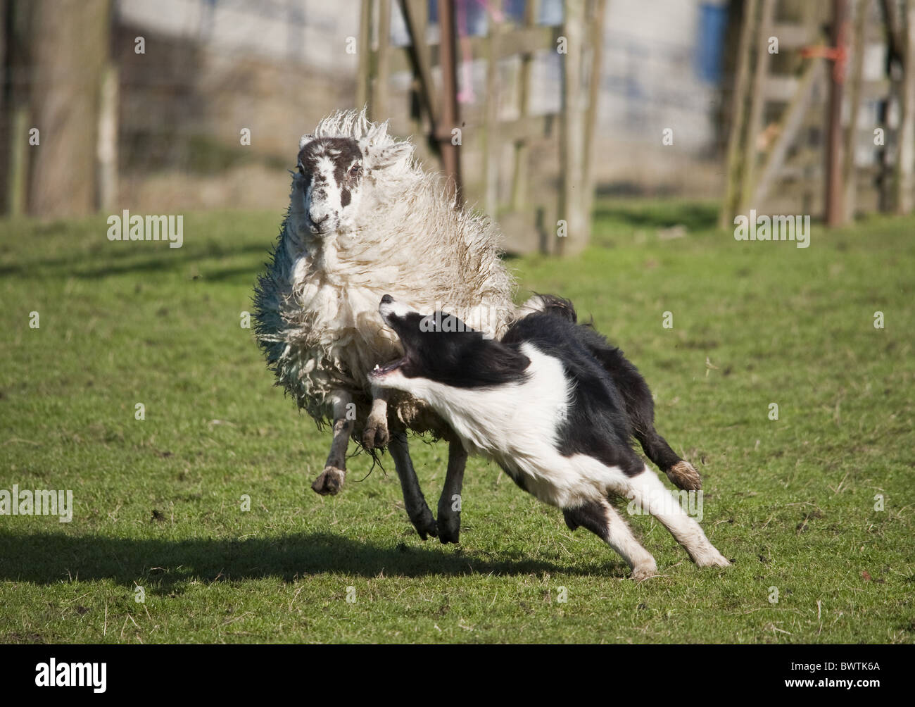 running sheep Mule sheepdog Border Collie dog dogs canid canids canidae ...