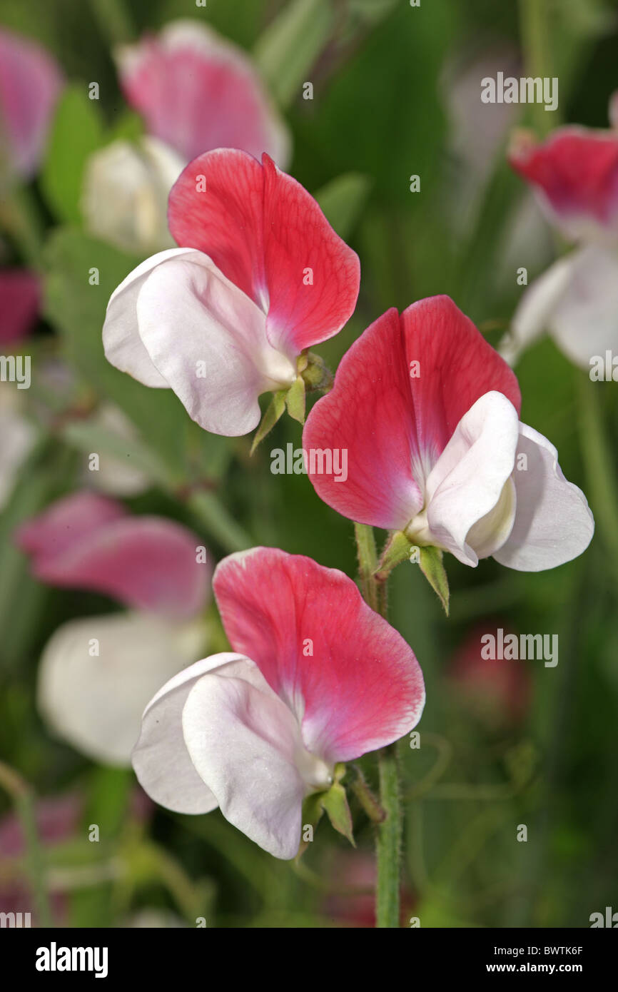 Old fashioned sweet pea hi-res stock photography and images - Alamy
