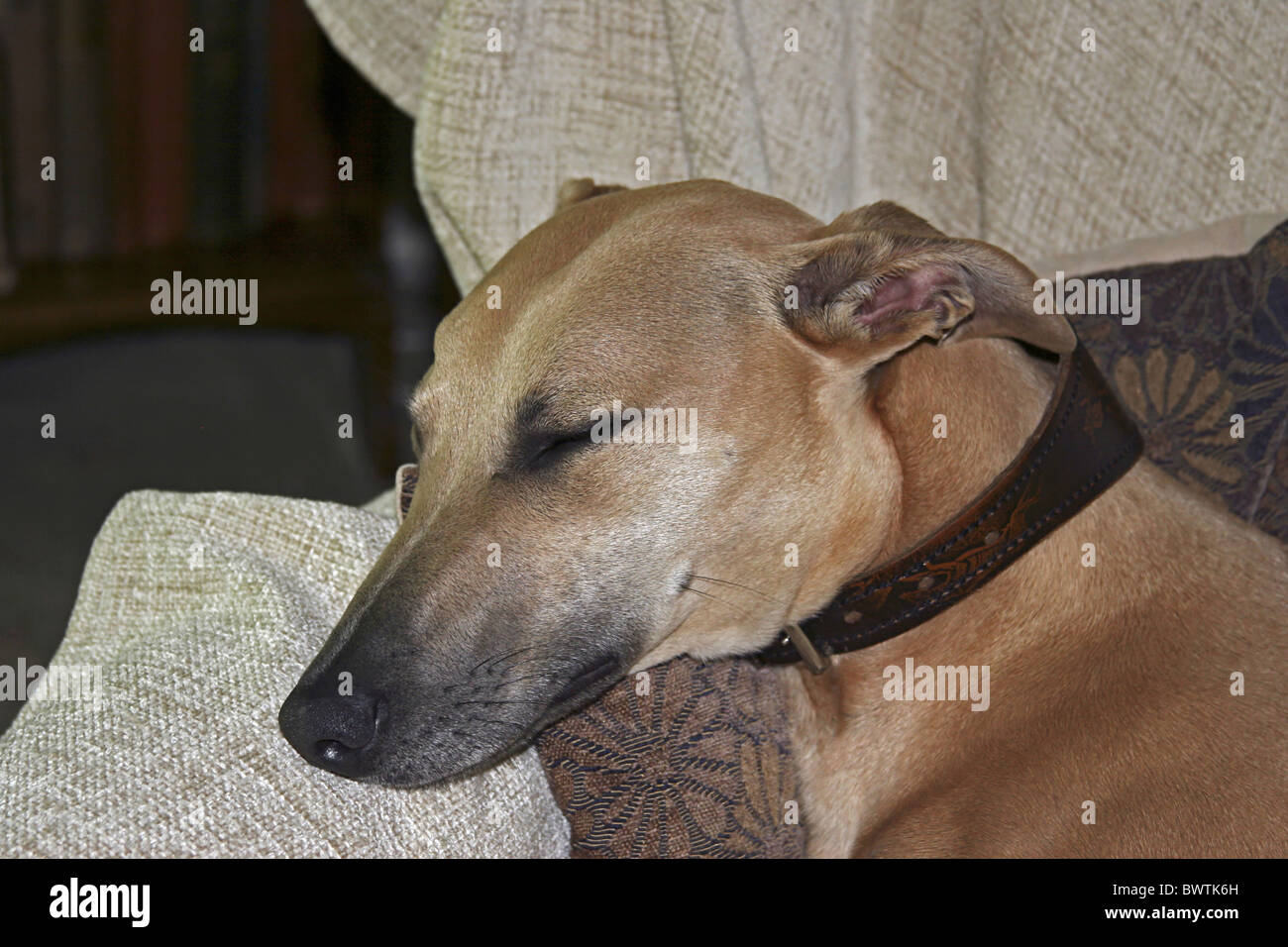 Sight hound hi-res stock photography and images - Alamy