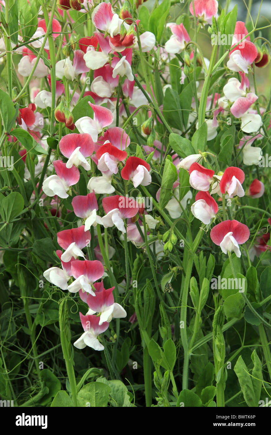 Old Fashioned Sweet Pea Lathyrus odoratus Stock Photo - Alamy