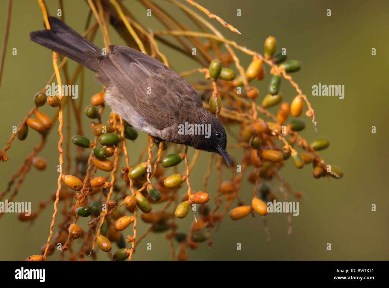 The dark capped bulbul pycnonotus tricolor hi-res stock photography and ...