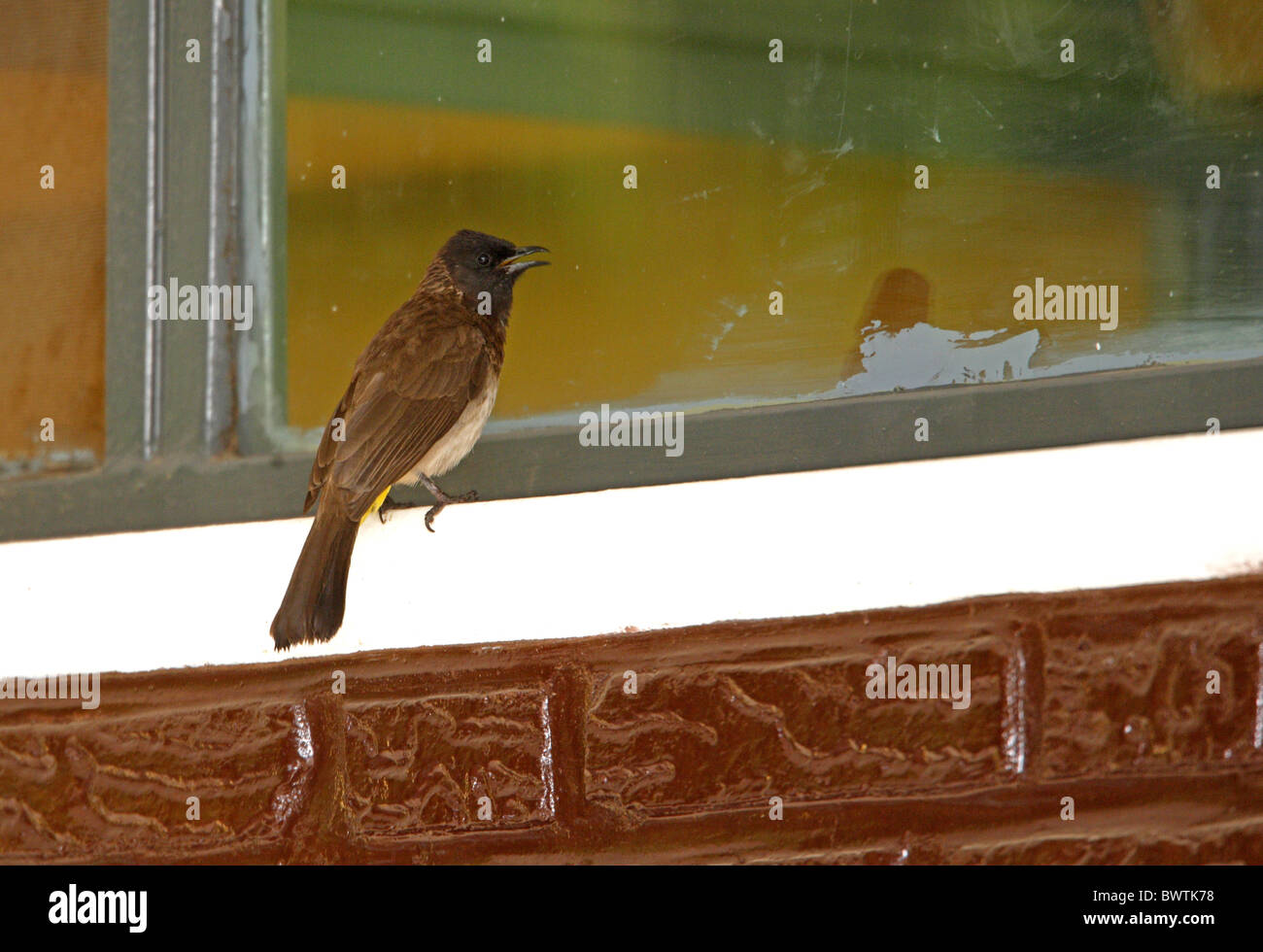 The dark capped bulbul pycnonotus tricolor hi-res stock photography and ...