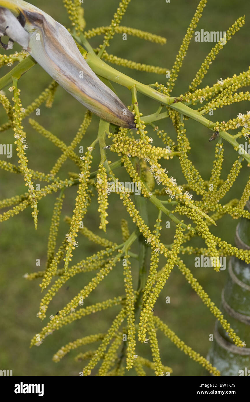 Arecaceae Asia Asian areca palm Butterfly Palm Cane Palm Golden yellow ...