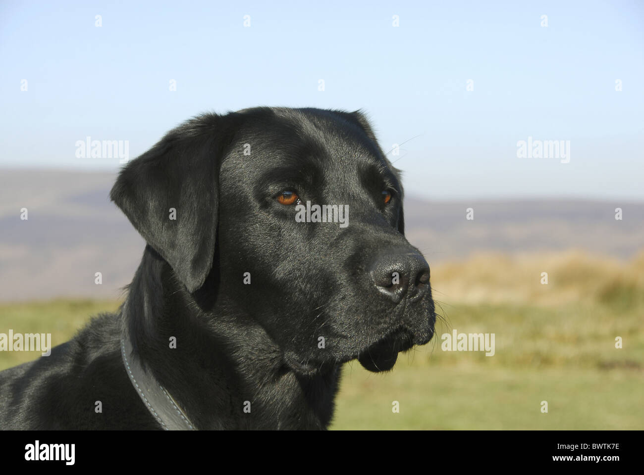 male head Labrador dog dog dogs canid canids canidae domestic ...