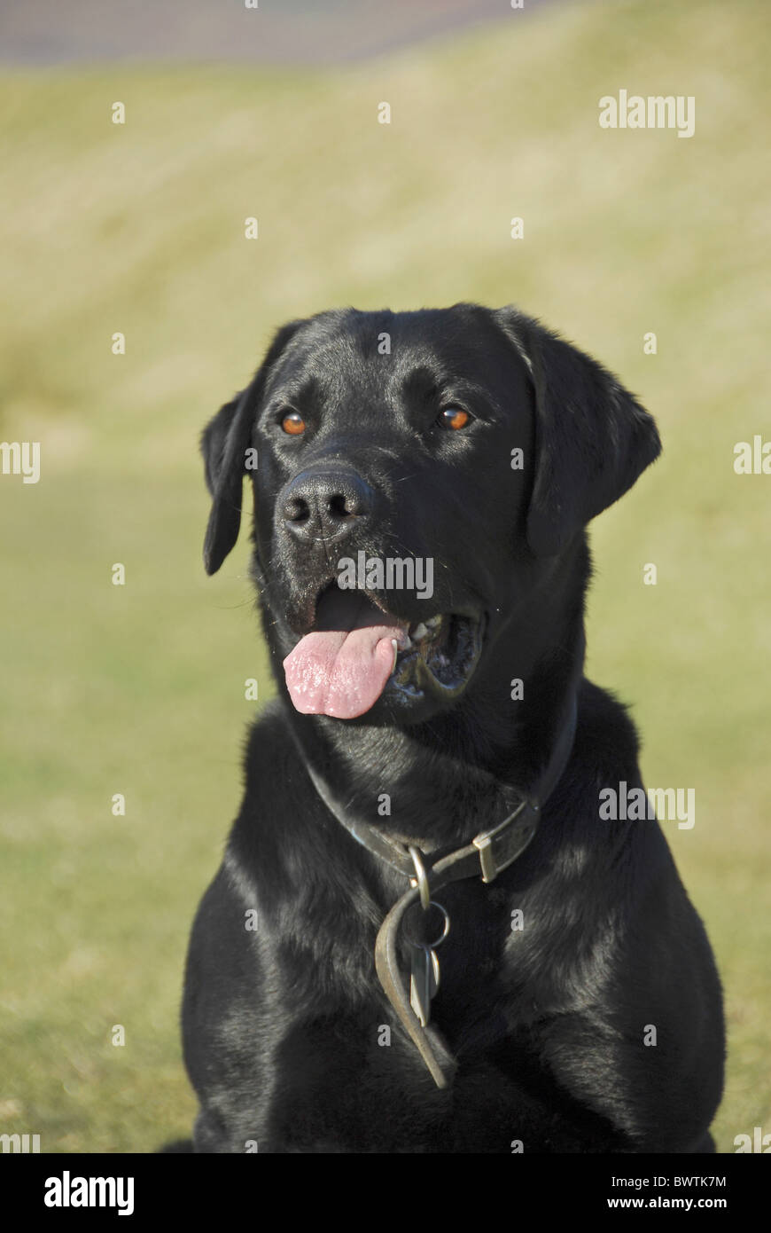 male dog Labrador head dog dogs canid canids canidae domestic ...