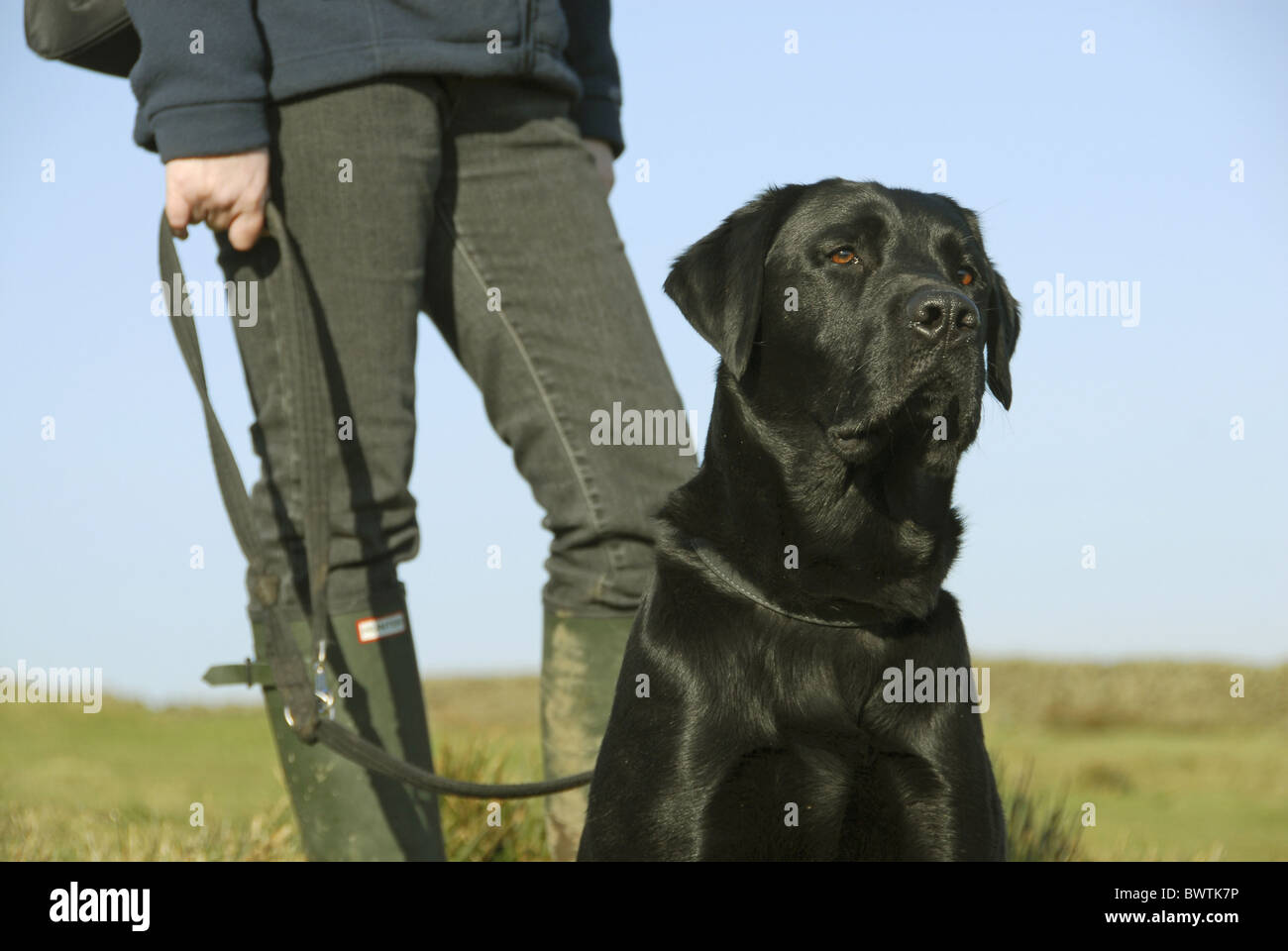 male dog Labrador lead sitting dog dogs canid canids canidae domestic ...