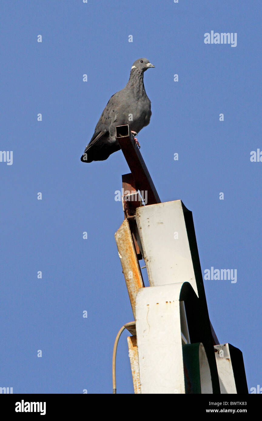 White collared pigeon columba albitorques hi-res stock photography and ...