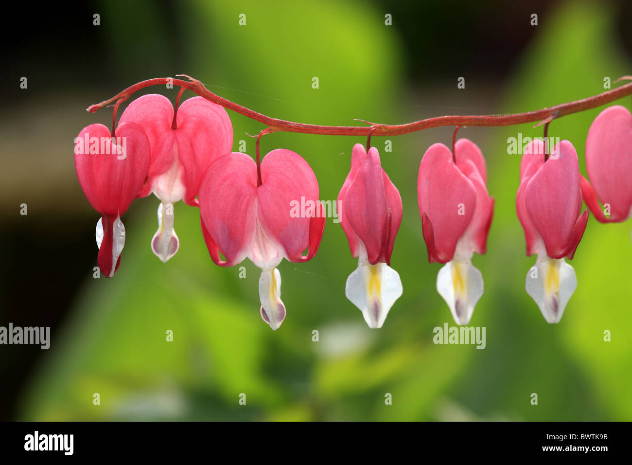Bluete - bloom flower flowers plant plants "bleeding-heart" "bleeding ...