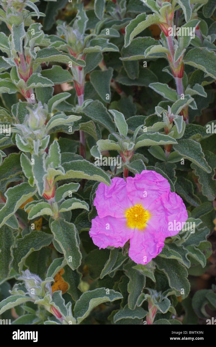 Leaves cistus albidus plant hi-res stock photography and images - Alamy