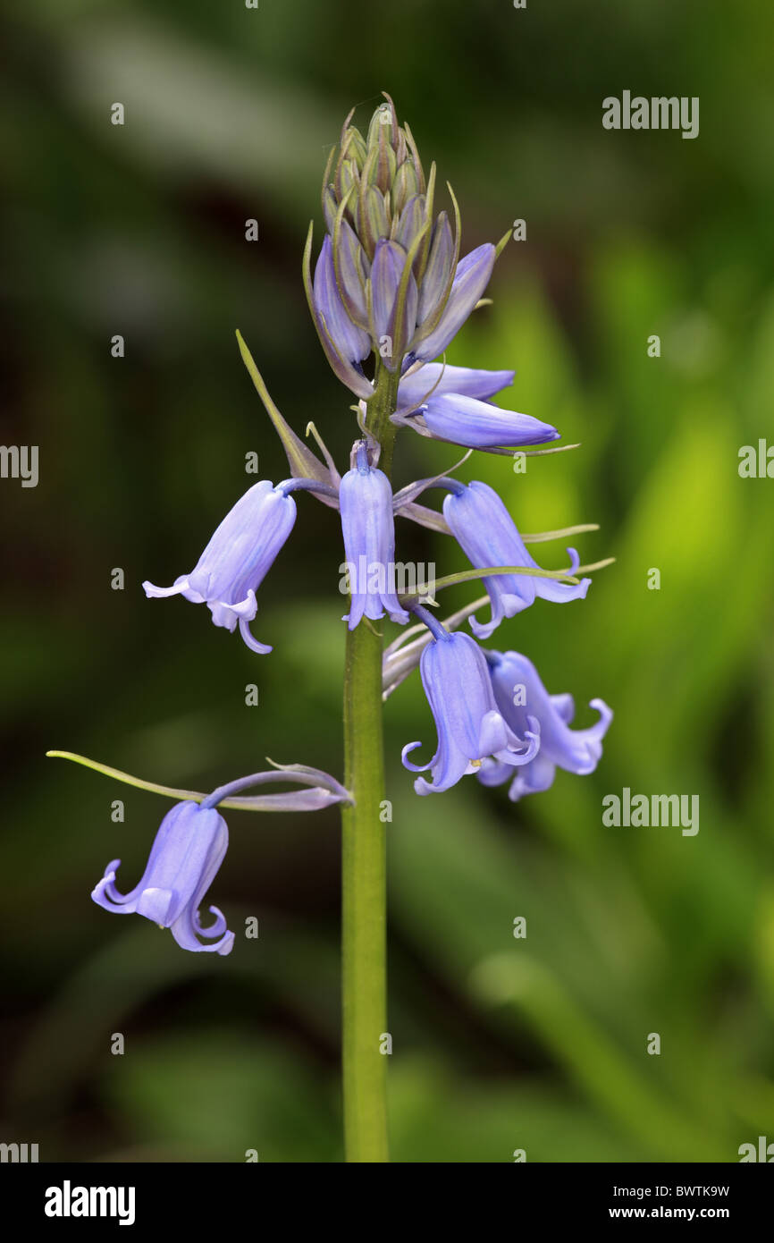 Bluete - bloom flower flowers plant plants bluebell bluebells "wood ...