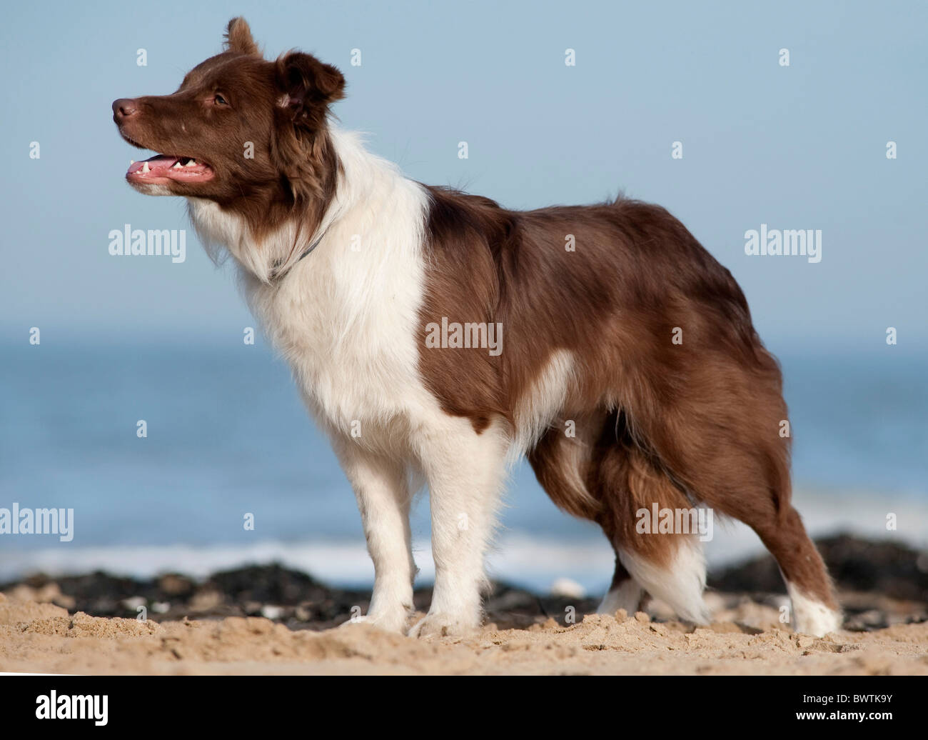 Red and white border collie hi-res stock photography and images - Alamy