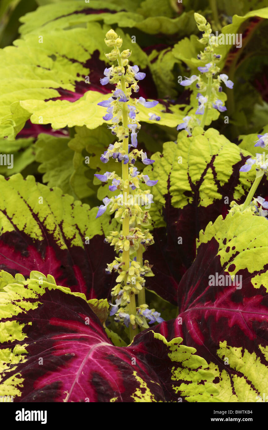 Coleus varieties hi-res stock photography and images - Alamy