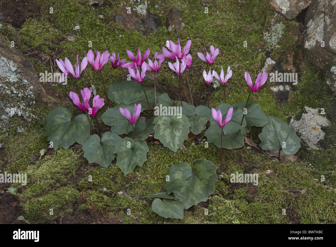 Group of cyclamens hi-res stock photography and images - Alamy
