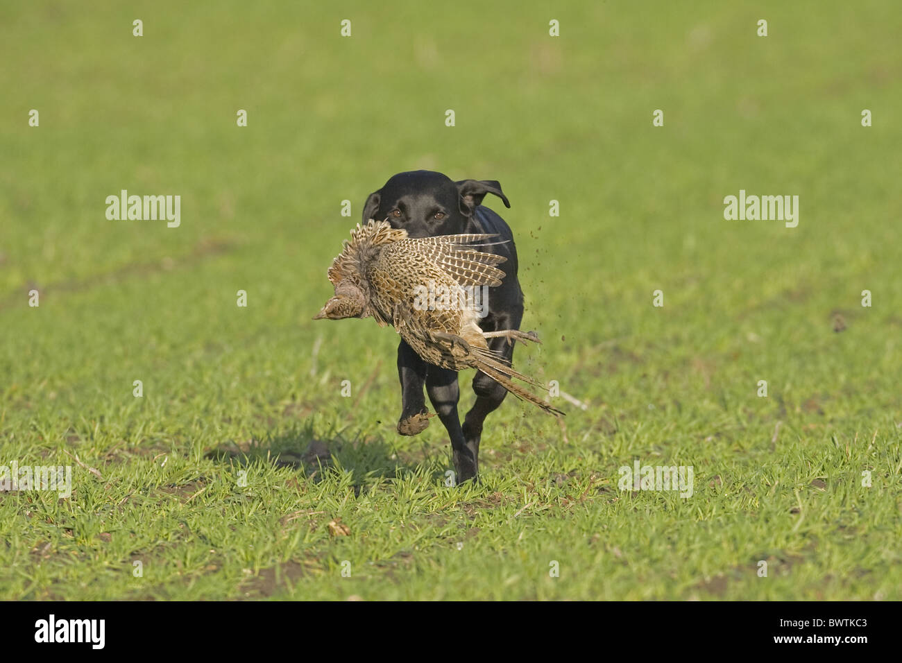 dog dogs canid canids canidae domestic domesticated pet pets gundog ...