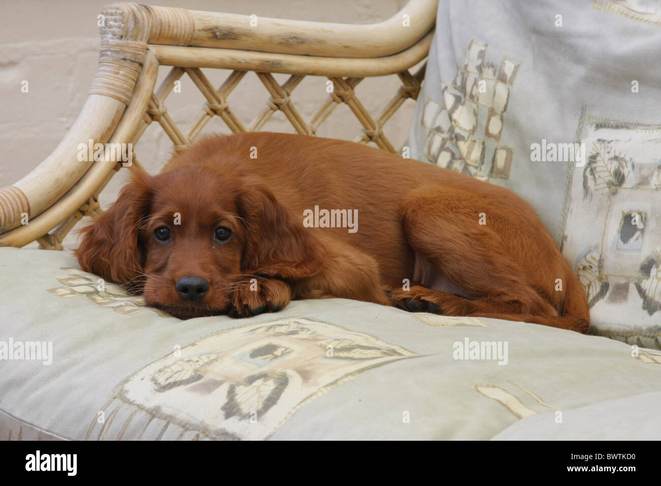 dog dogs canid canids canidae domestic domesticated pet pets gundog ...