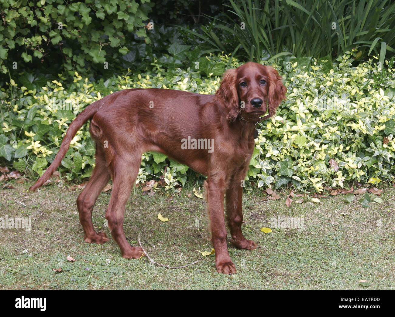 dog dogs canid canids canidae domestic domesticated pet pets gundog ...