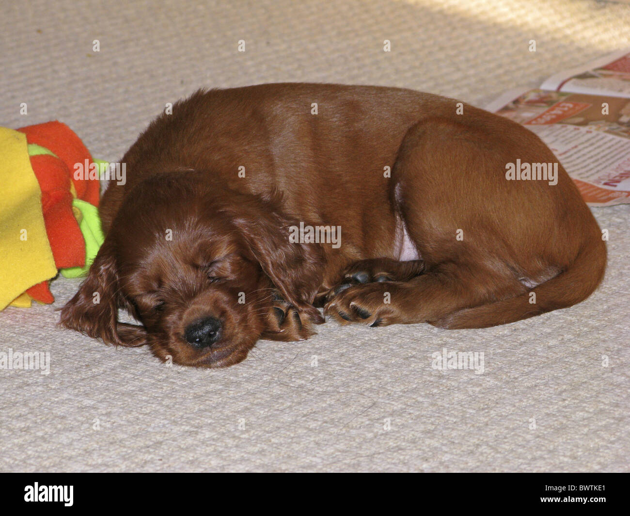 dog dogs canid canids canidae domestic domesticated pet pets gundog ...