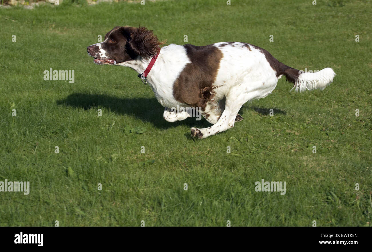 Cocker spaniel running dog dogs spaniel spaniels dog dogs canid canids ...