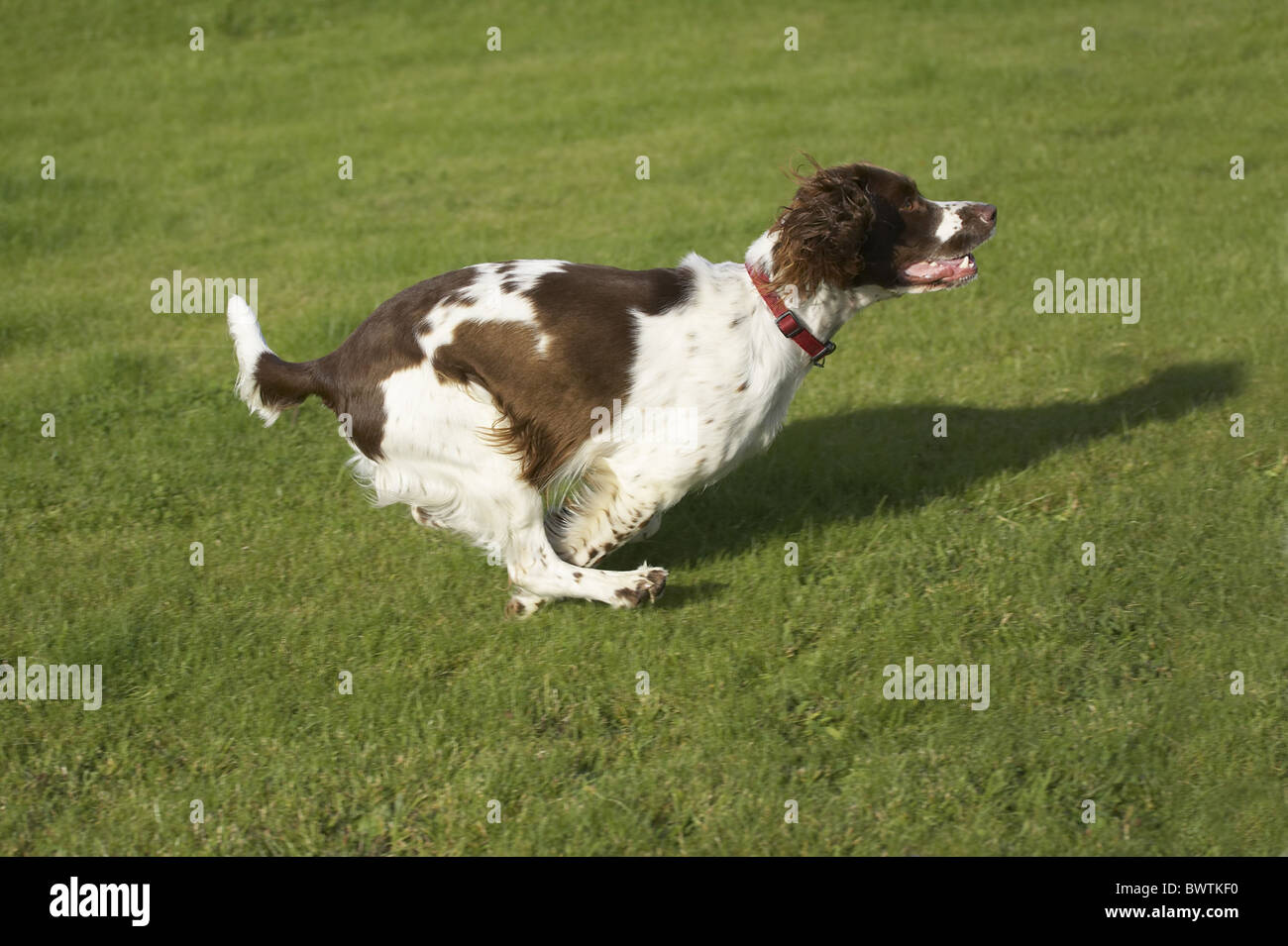 Cocker and springer spaniel hi-res stock photography and images - Alamy