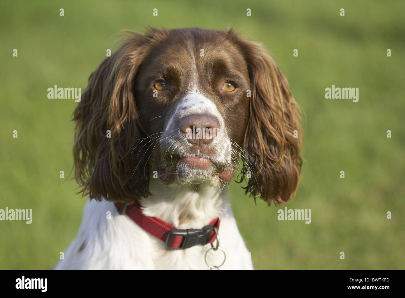 head close up spaniels spaniel dogs dog English Springer Spaniel ...