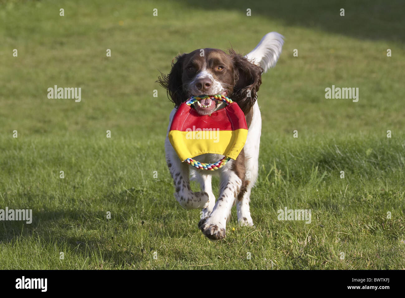 English springer spaniels running hi-res stock photography and images ...