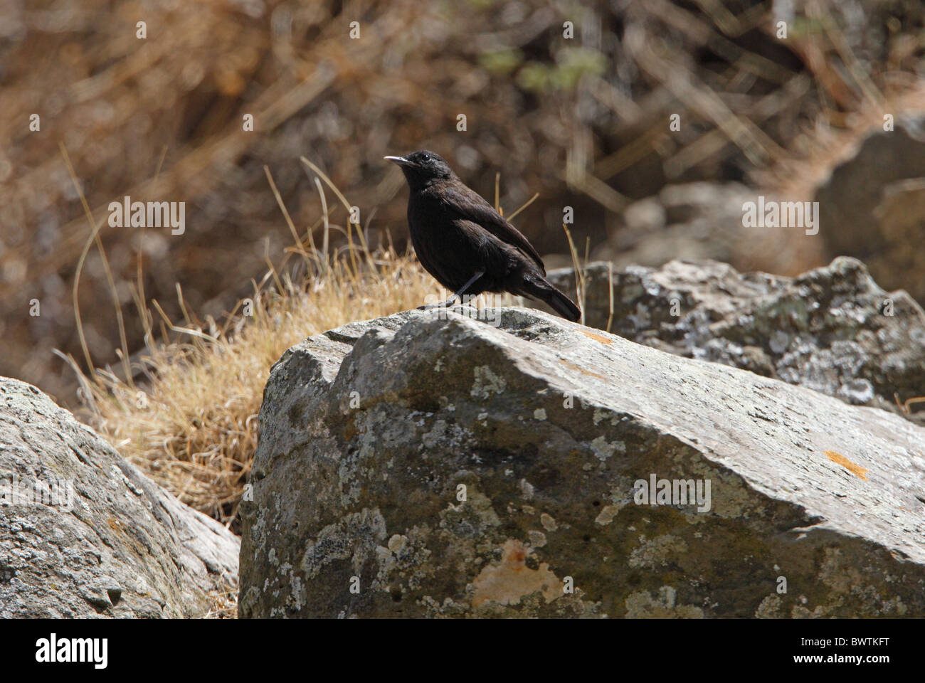 Melaena hi-res stock photography and images - Alamy