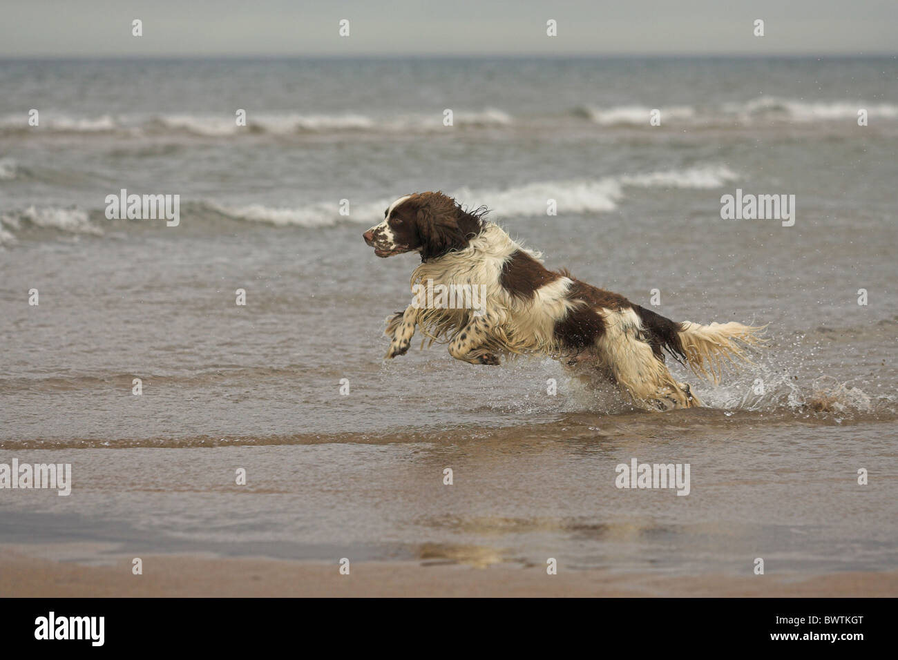 dog dogs canid canids canidae domestic domesticated pet pets gundog ...