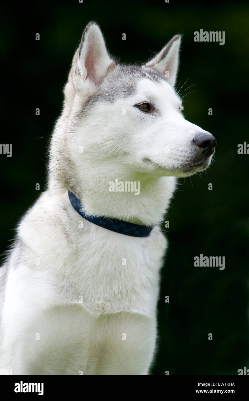Siberian Husky Dog UK sitting in garden Stock Photo - Alamy