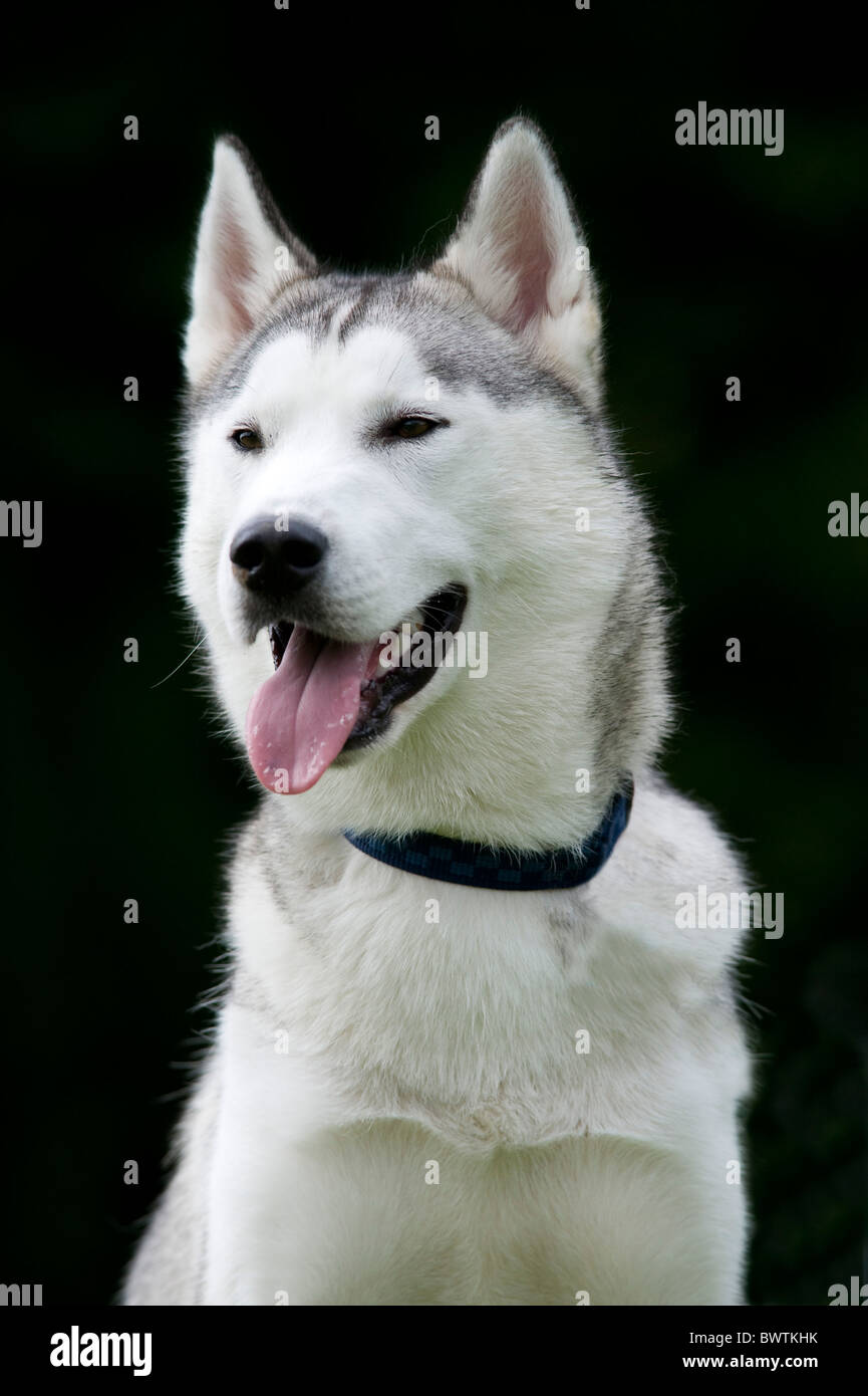 Siberian Husky Dog UK sitting in garden Stock Photo - Alamy