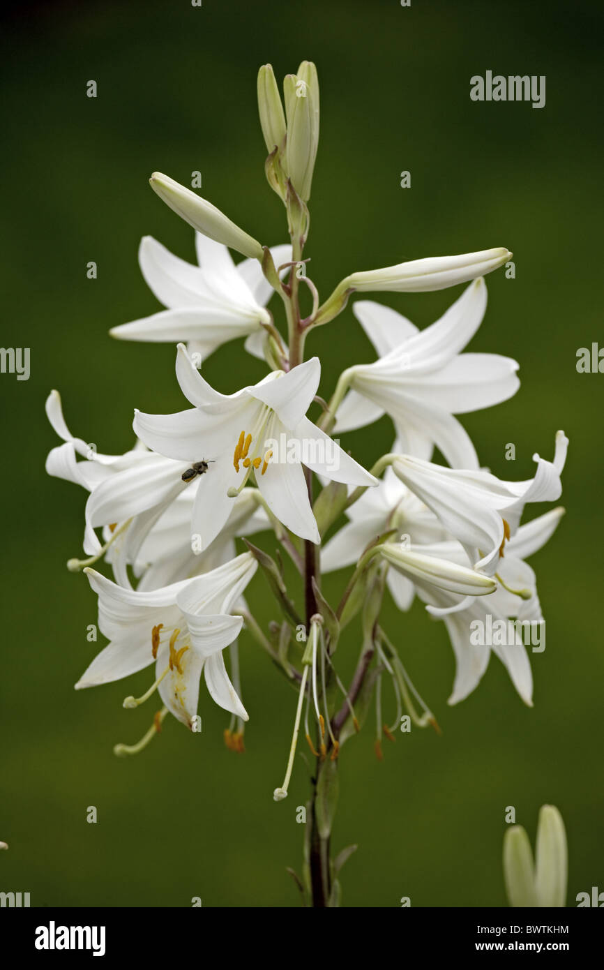 Madonna Lily Lily High Resolution Stock Photography and Images - Alamy