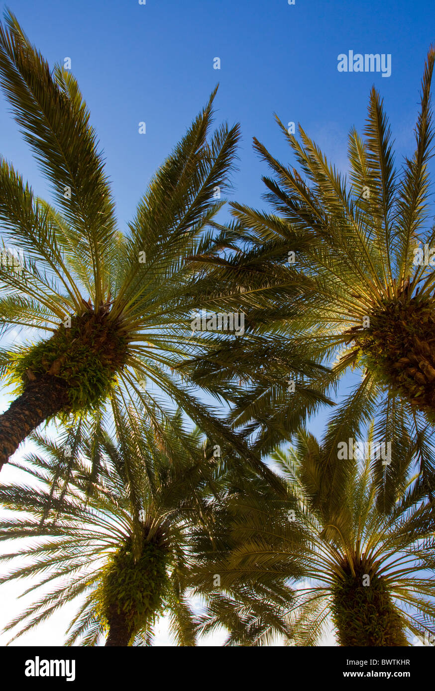 Palms from low angle vertical hi-res stock photography and images - Alamy