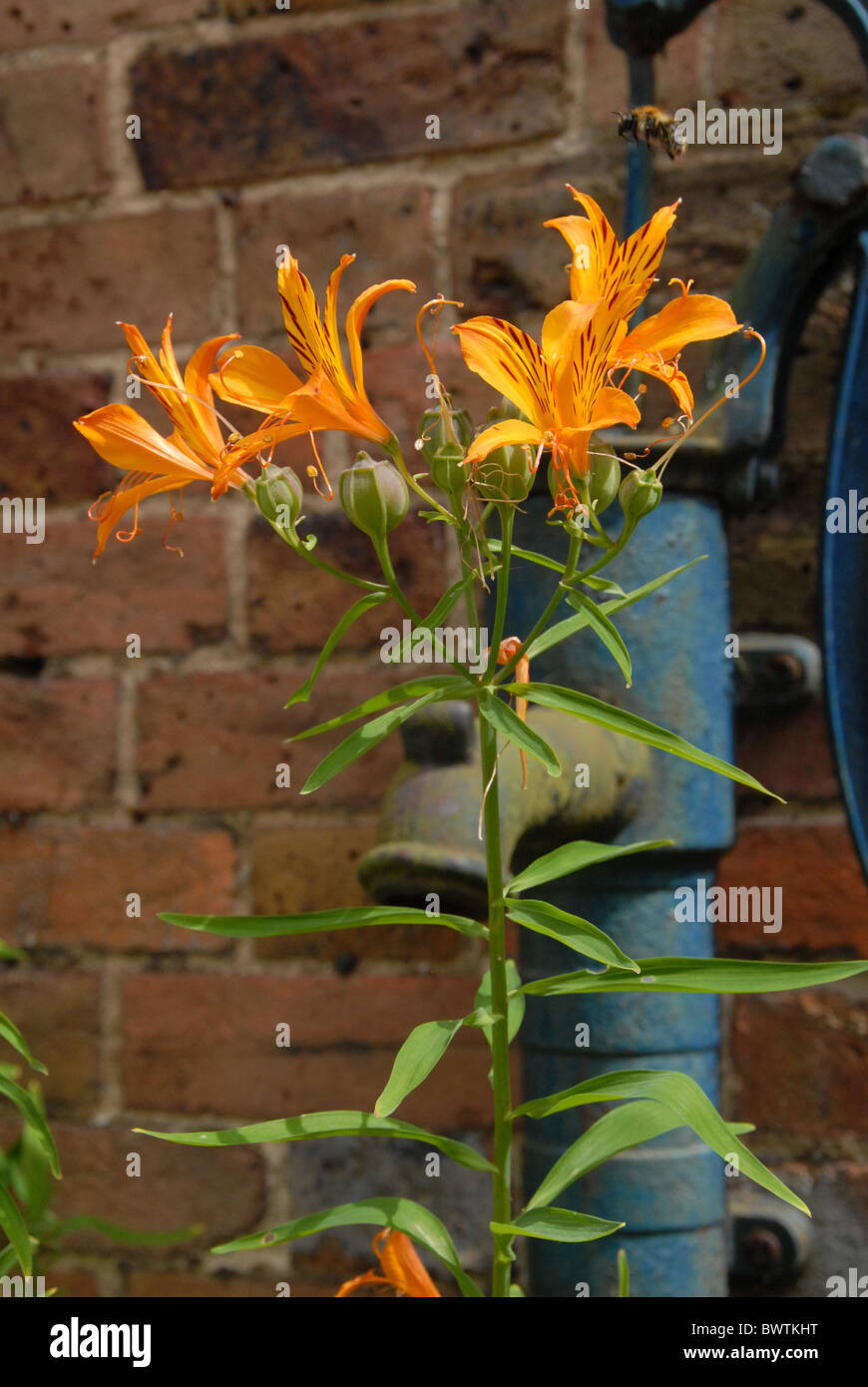 Lily tiger cottage garden garden pump bee flower flowering blooms bloom ...