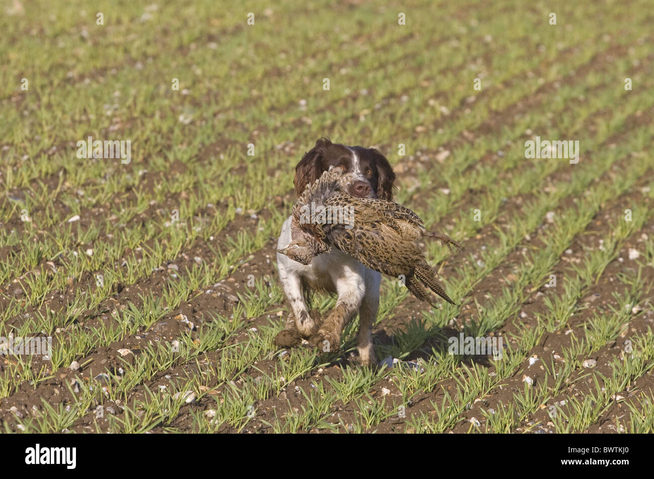 dog dogs canid canids canidae domestic domesticated pet pets gundog ...