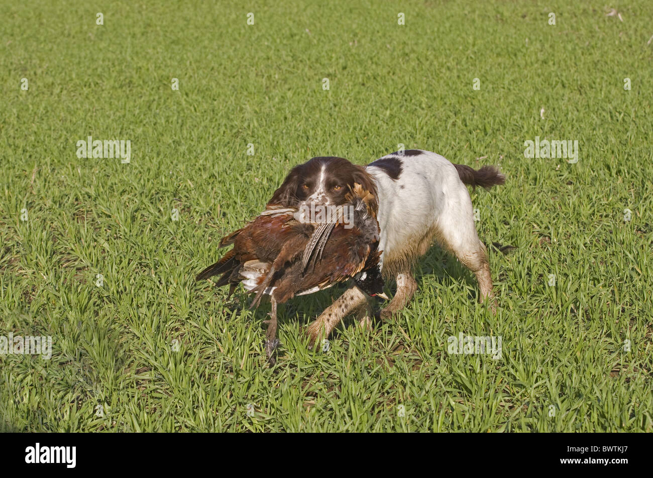 dog dogs canid canids canidae domestic domesticated pet pets gundog ...
