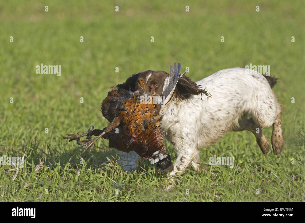 dog dogs canid canids canidae domestic domesticated pet pets gundog ...
