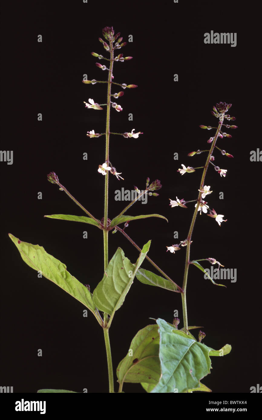 Enchanters nightshade circaea lutetiana hi-res stock photography and ...